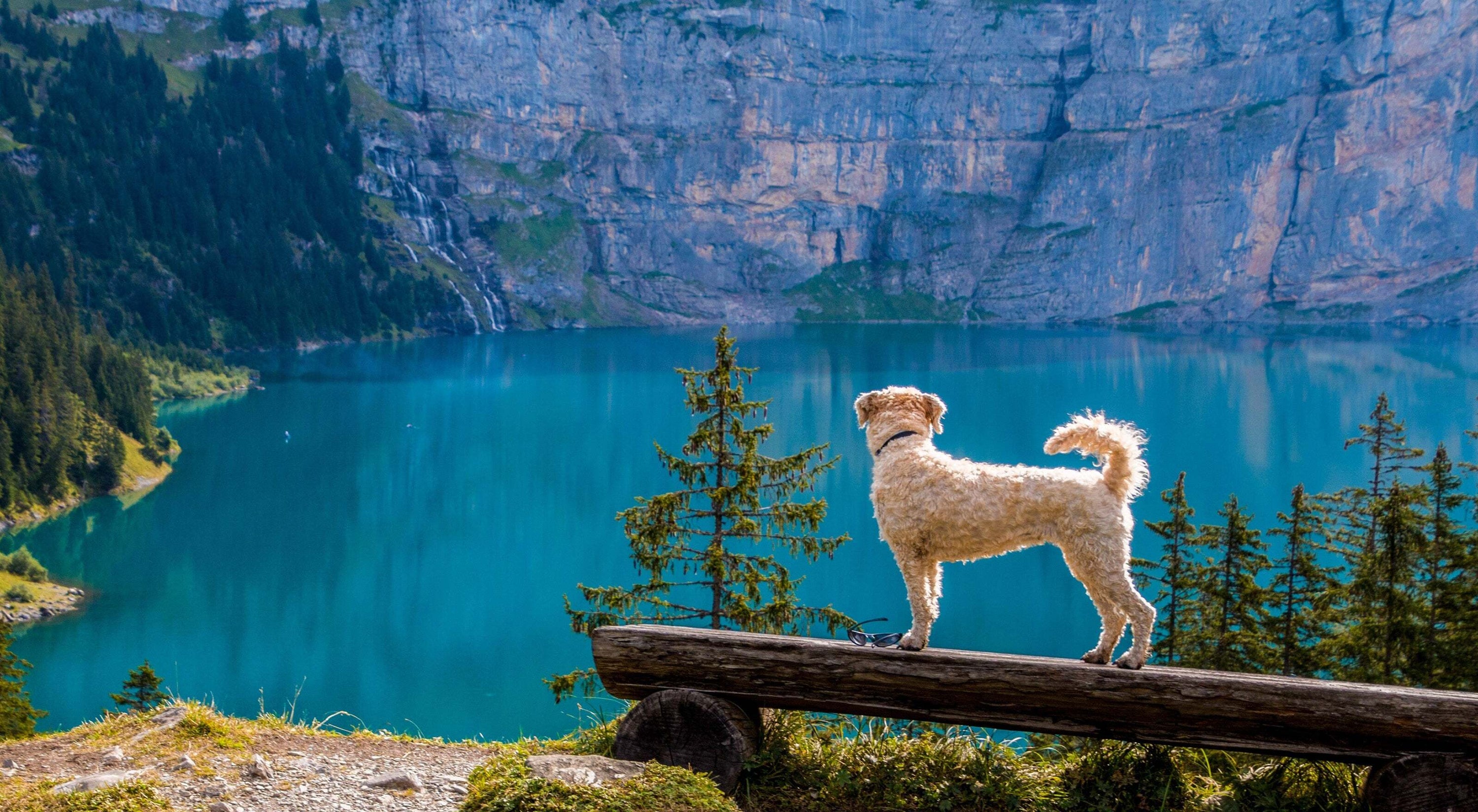 Dog Delights Dog Treats | A Healthy Way To Reward Your Pets – Dog ...